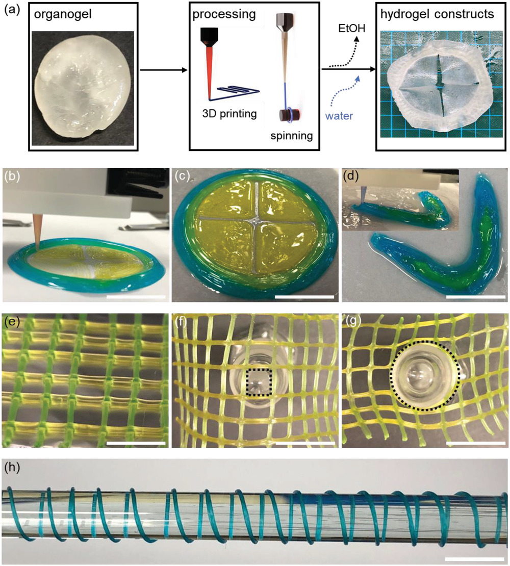 Publications - Polymeric heart valve replacements