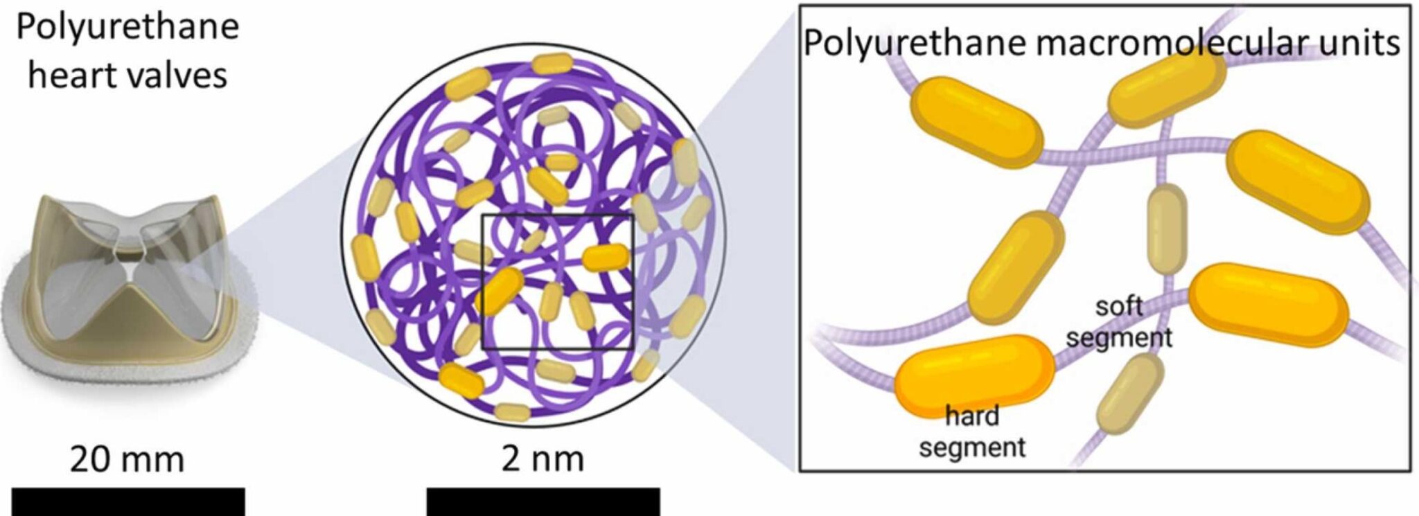 Publications - Polymeric heart valve replacements